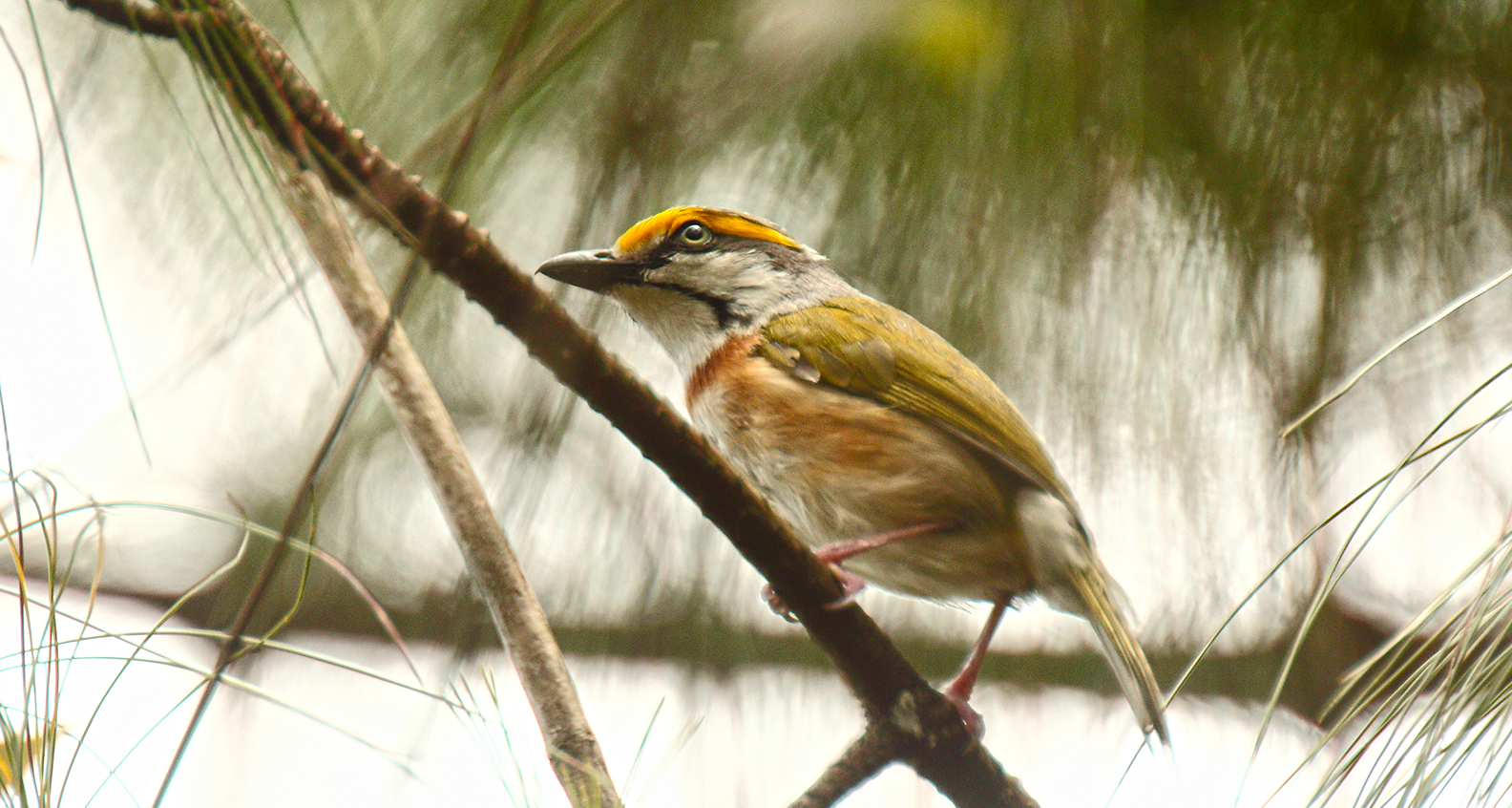 Lake Atitlan Birdwatching Adventure - Voltan Adventures