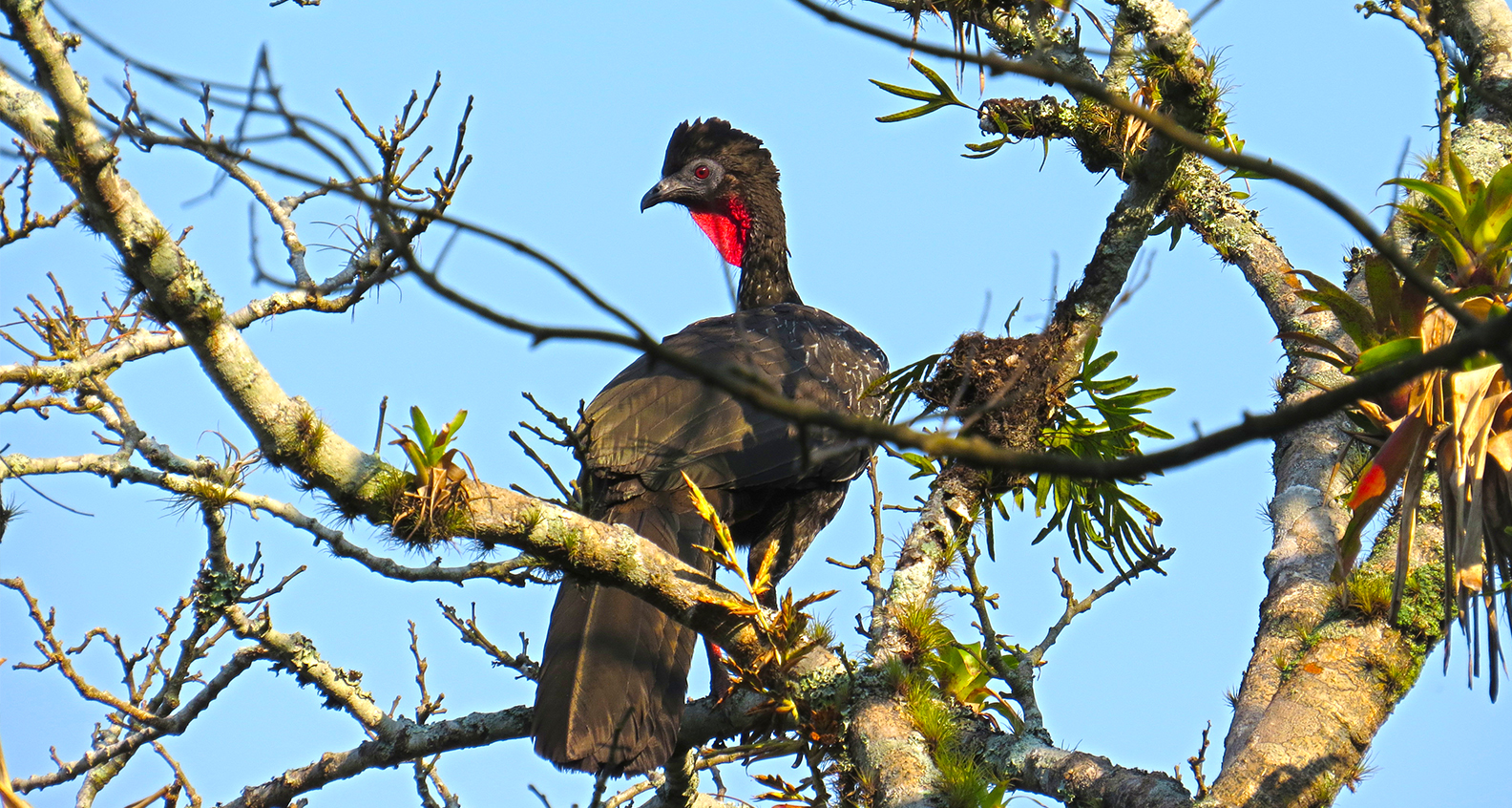 Lake Atitlan Birdwatching Adventure - Voltan Adventures