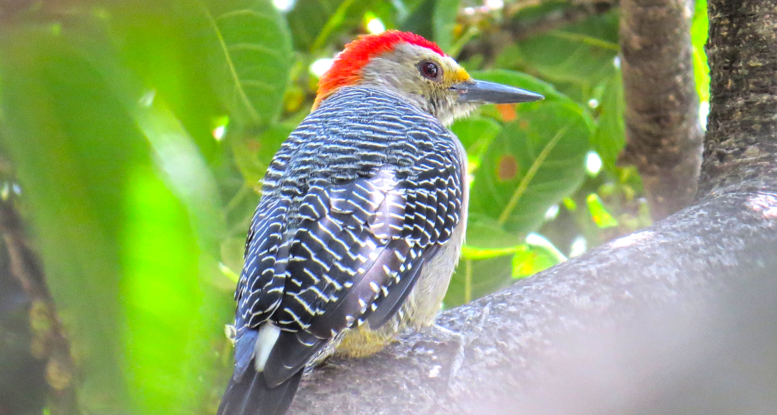 Lake Atitlan Birdwatching Adventure - Voltan Adventures